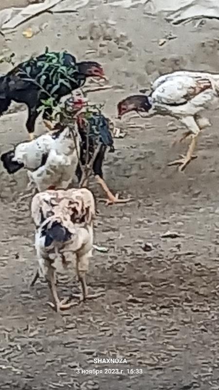 Kulangi tovuqlar va xo'rozlar