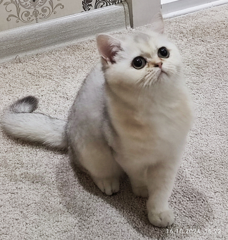 Молодая кошечка, зеленоглазая