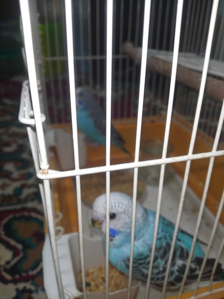 Продаются волнистые попугаи голубые