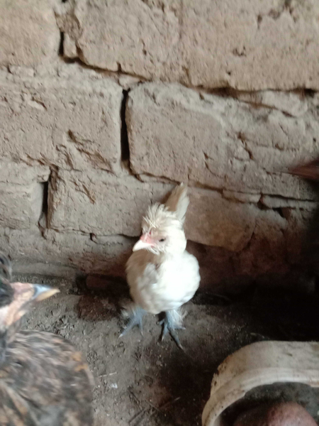 Продаются цыплята японки