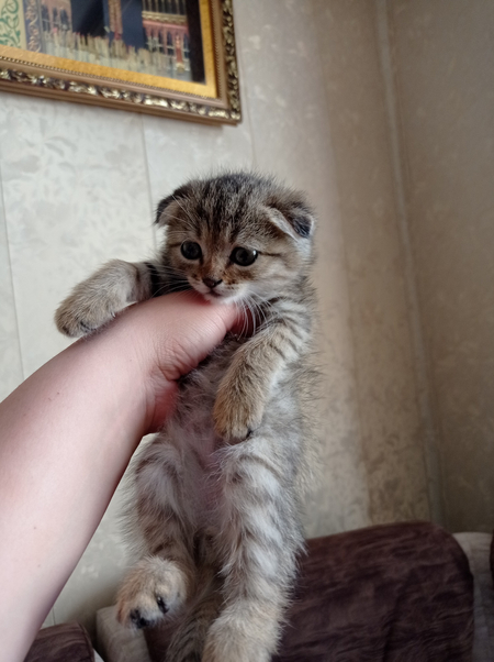 Срочно Скоттиш Фолд Дёшево