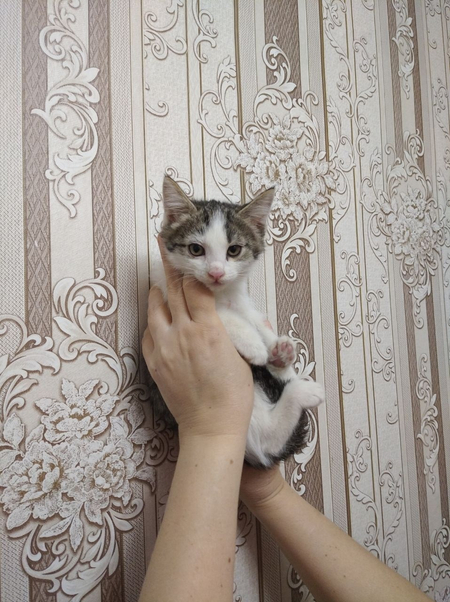 Пристрою котят в добрые и хорошие ручки!!!