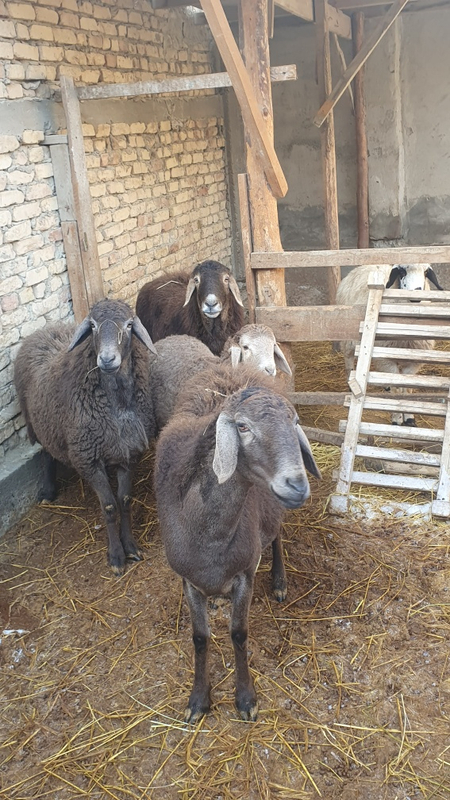 Quylar sotiladi  qirgiz zotli