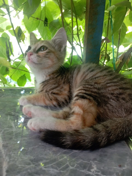 Котёнок ищет добрые ручки