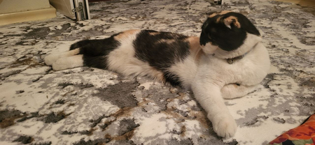 Кошка девочка  Скоттиш фолд (Шотландская вислоухая)