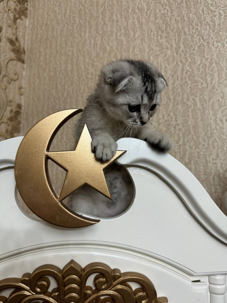 Продаётся шикарный Скоттиш Фолд серебристая шиншилла.