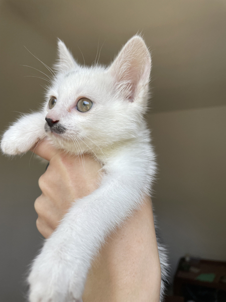 Ищет дом котенок девочка