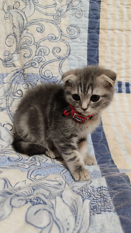 Скоттиш фолд мальчик и девочка