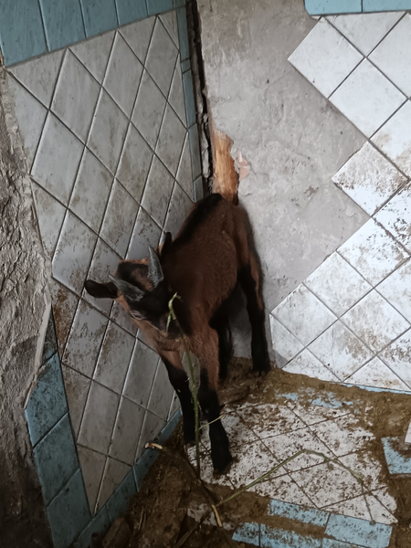 Alpen Echki bolalari sotuvda 3dona bor 2oylik