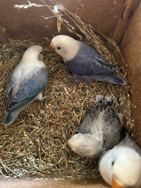 Оила Blue euwing opaline+violet euwing opaline (привозной, кольцо бор