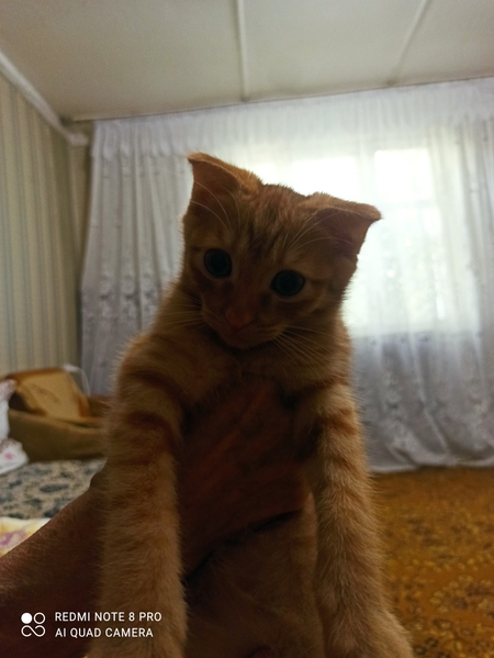 Продаётся вислоухий котёнок