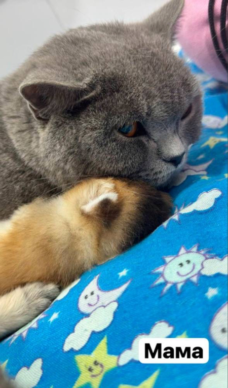 Британские котята