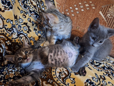 Котята отдам в хорошие руки