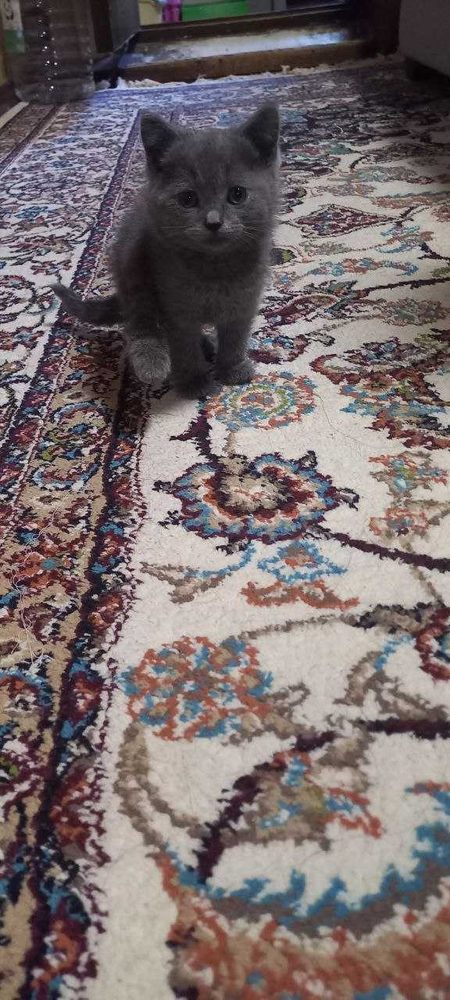 скотиш продвется