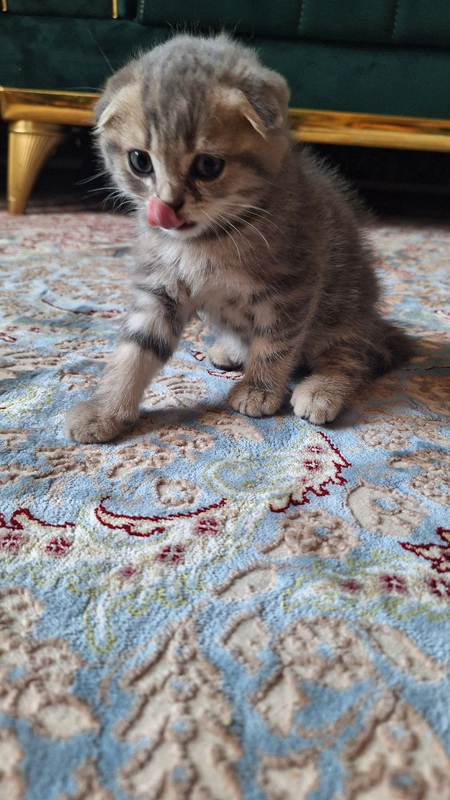 Котята, шиншила, 1, 5 месяц
