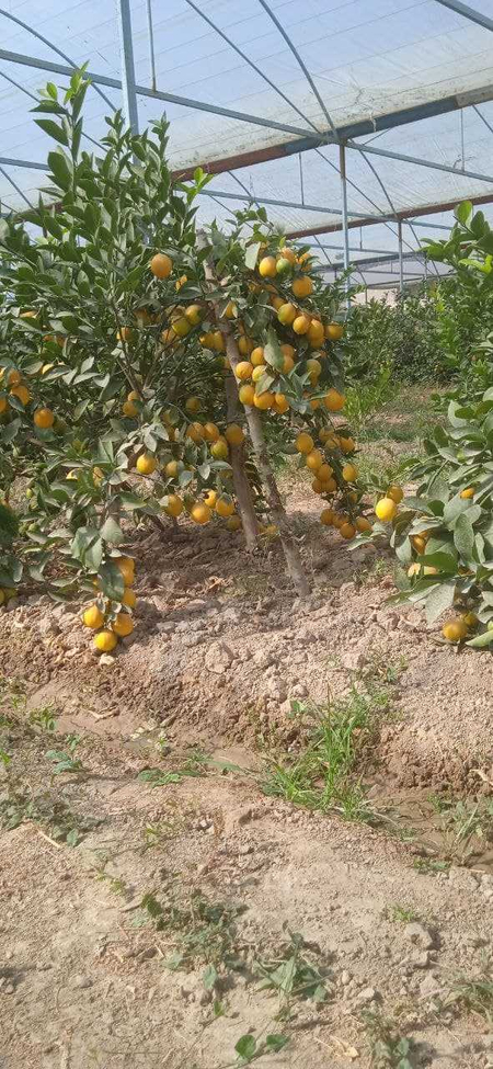 Лимон, Арча ва гул кучатларимиз бор  сифатига кафолат берамиз