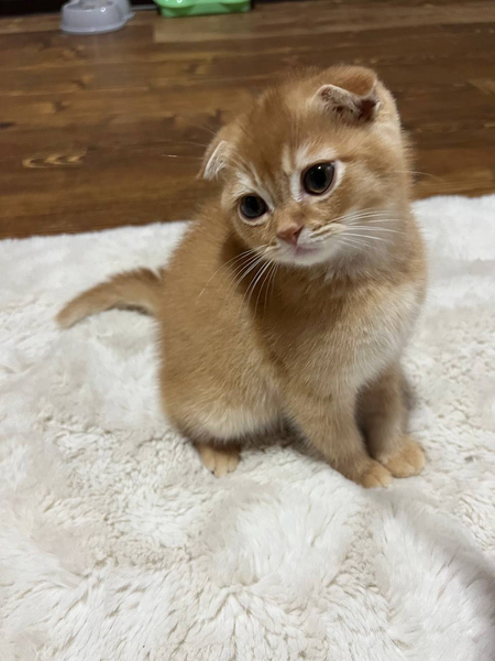 Продается котёнок 2 месяца