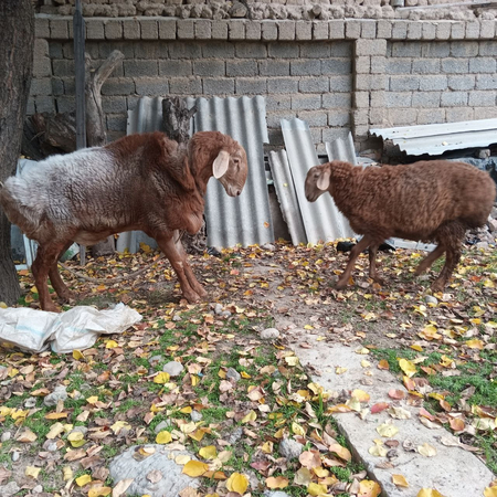 Зотли кучкор куй сотилади