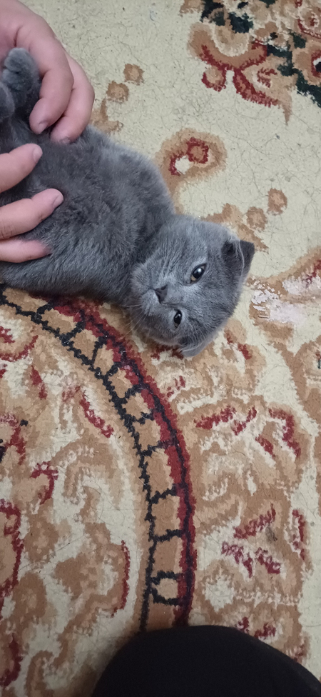 Кошка девушка...