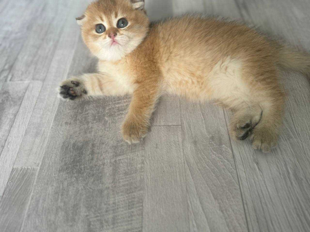 Супер котята шиншиллы