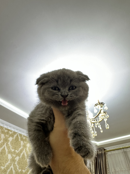 скотиш фолд вислоухий серый