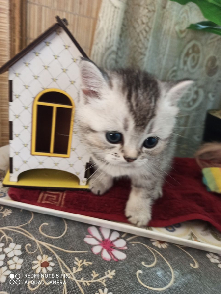Скотиш Страйт серебристая шиншилла