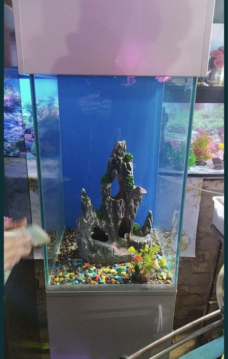 Akvarium zakasga yasimiza Har xil razmerda