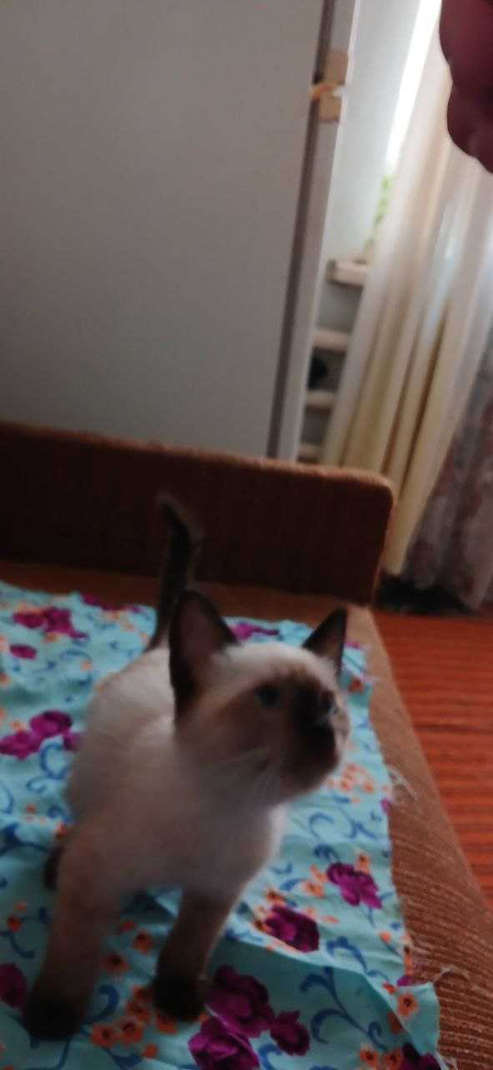 продаются сиамские котята