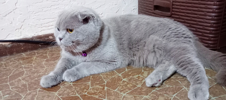 Выставляется котик на вязку