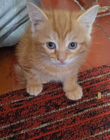 Лучшие котята от балинезийской кошечки