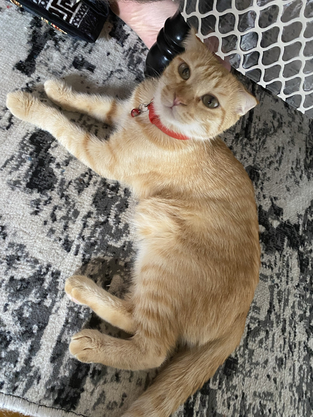 Пародистые котята