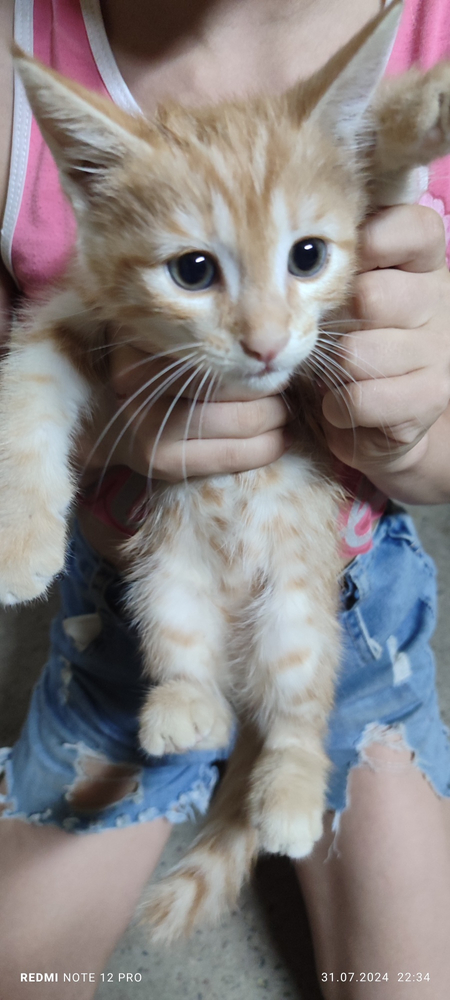 Хорошие котята в добрые руки