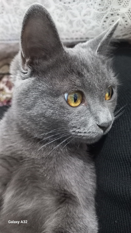 Британский котик 7месяцев
