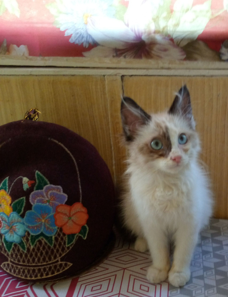 Продам сиамского котёнка .