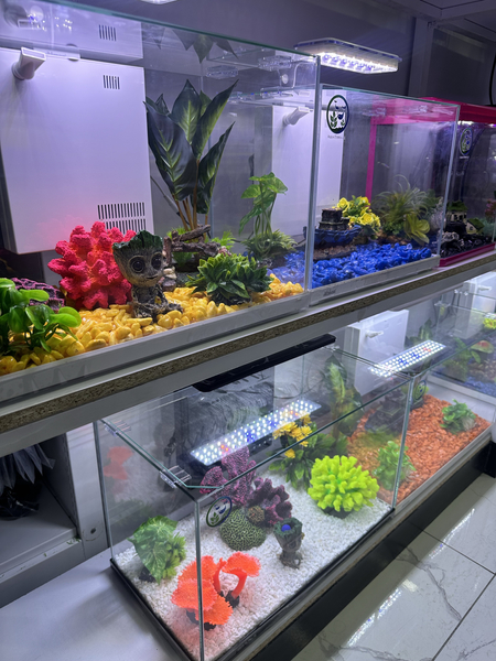 Akvarium Xitoy Assartiment