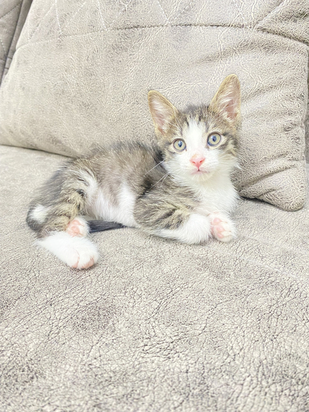 Кошка котенок