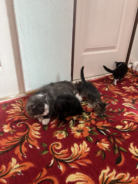Отдам в хорошие руки Кошка с котятами