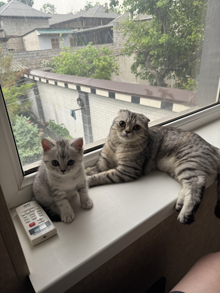 Продается котенок скотиш страйт