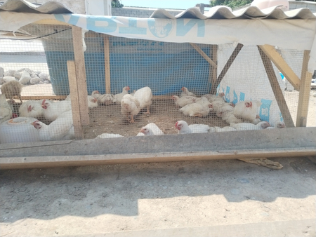 Товуклар сотамиз
