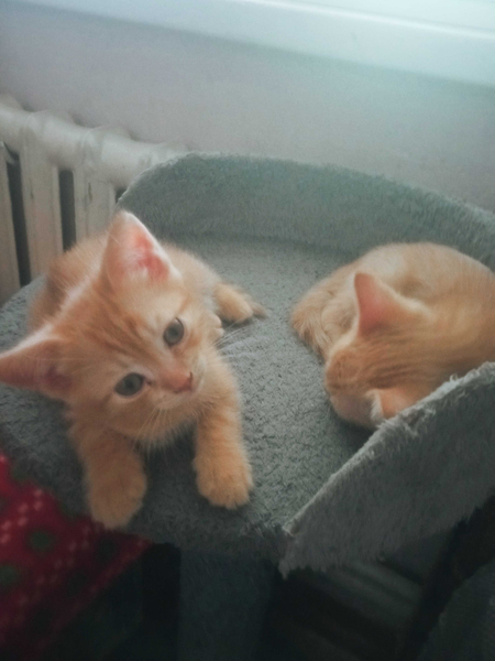 Продаются котята Скоттиш страйт