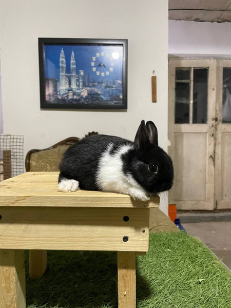 Golland panda quyoni karlik