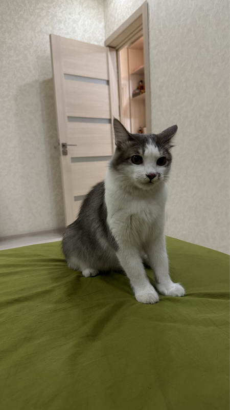 Пристраивается кот