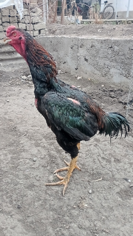 Joja soniladi may
