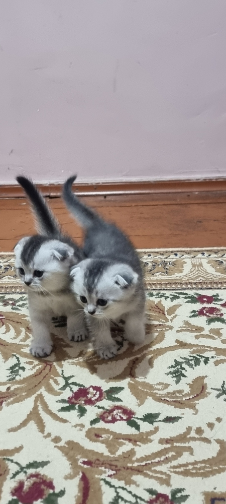 Котята Британские