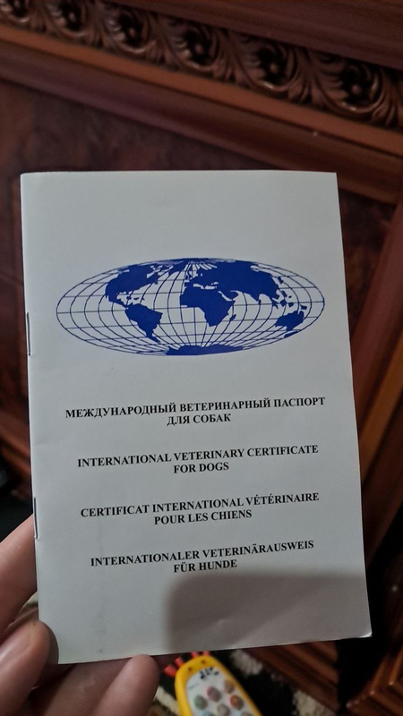 Ротвейлер, собака срочнособака срочно продаётся, Ит сотилади\\nАктивный.