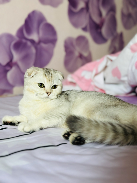 На продаже кошечка