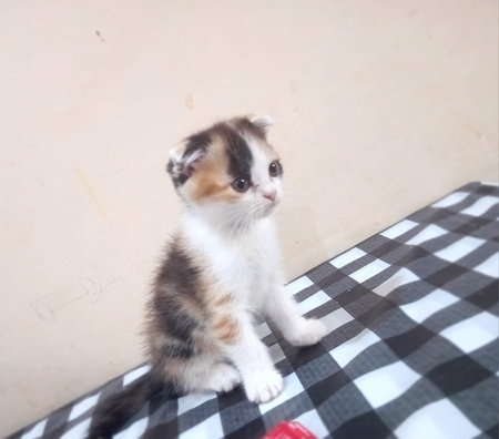Zotli mushuk scottish fold