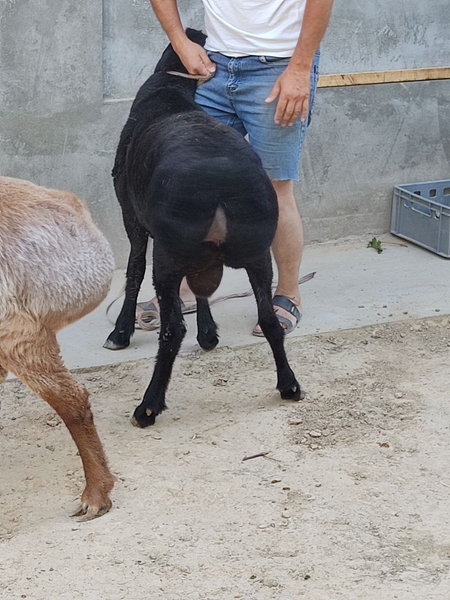Qoylar sotiladi 2 ta