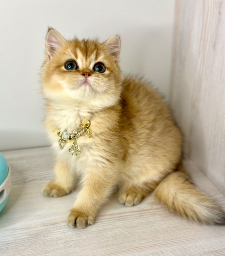 Британская шиншилла. Britaniyalik oltin chinchilla,hujjatlar bilan.