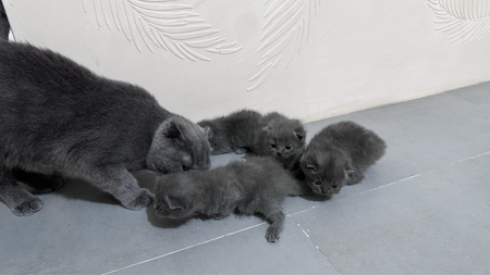 Продам шотландских вислоухих котят всех за 500$